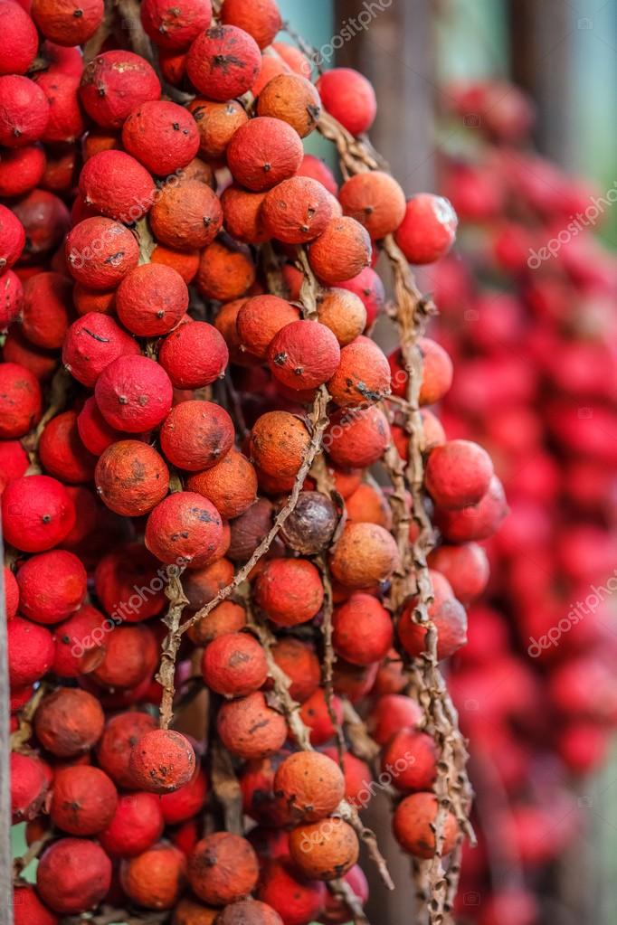 Hanged Bunch Palm Coroso Closeup — Stock Photo © juvelez #18211175