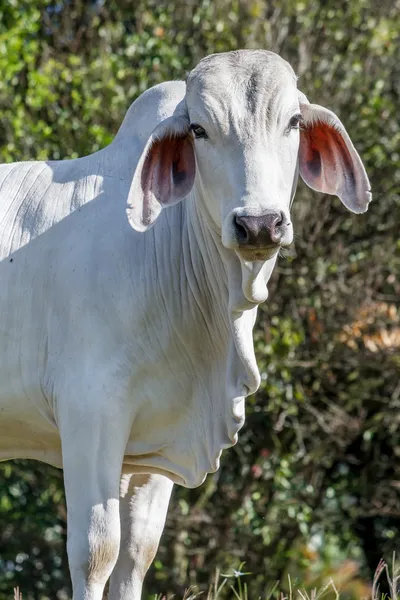 Zebu Stock Photos, Royalty Free Zebu Images | Depositphotos