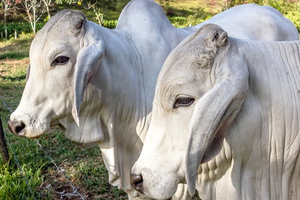 Gado zebu Stock Photos, Royalty Free Gado zebu Images | Depositphotos