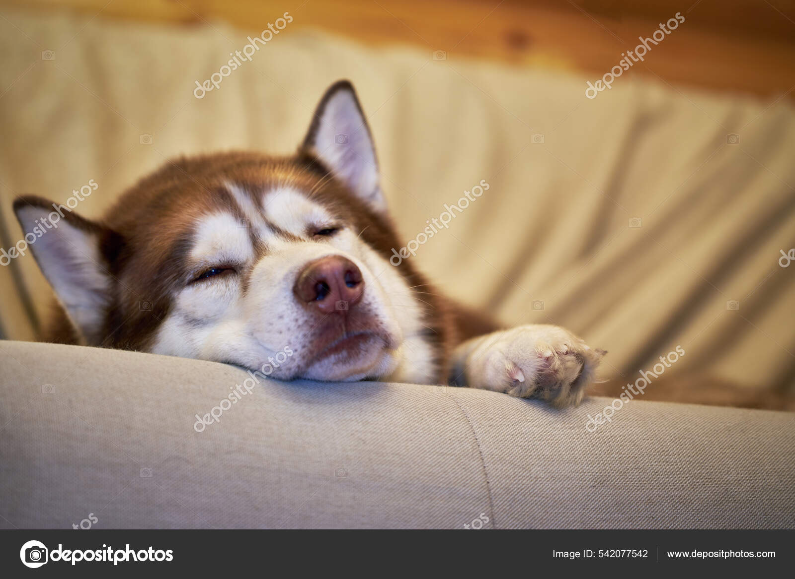 How To Make Husky Sleep