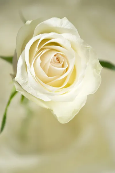 White rose from bouquet Stock Photos, Royalty Free White rose from ...
