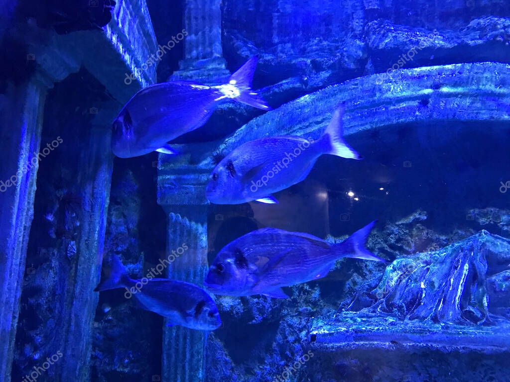 Hermosos peces multicolores nadan en un acuario o bajo el agua en el ...