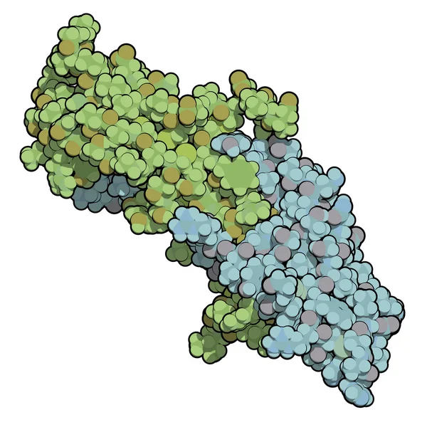 Follicle-stimulating hormone (FSH) molecule, chemical structure — Stock ...