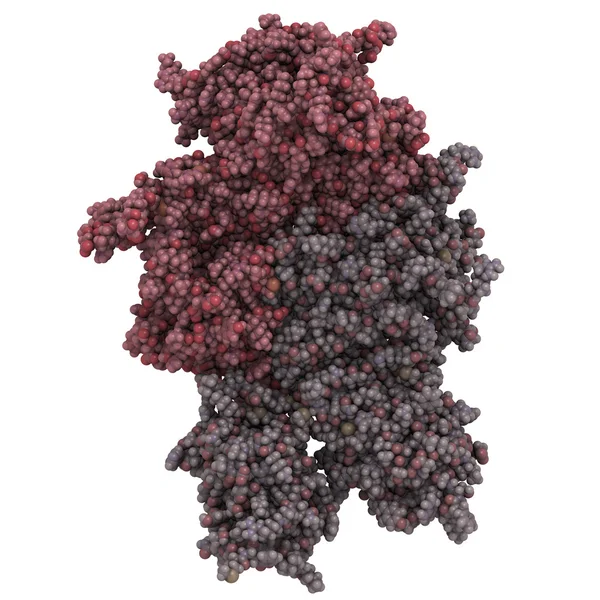 Coagulation factor VIII (FVIII) molecule, chemical structure — Stock Image