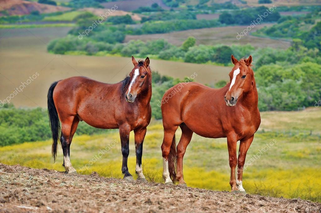 Cavalli selvatici americani mustang - Foto Stock: Foto, Immagini ...