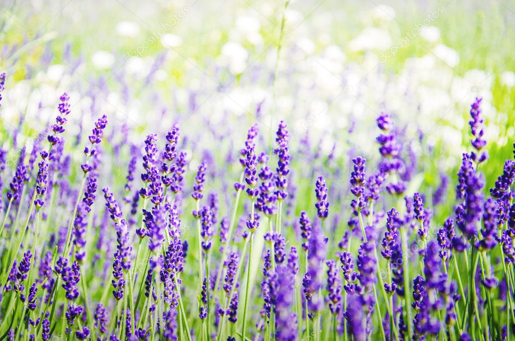 Spring field with lavender flowers — Stock Photo © tairen10 #26735037
