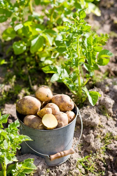 The first harvest Stock Photos, Royalty Free The first harvest Images ...