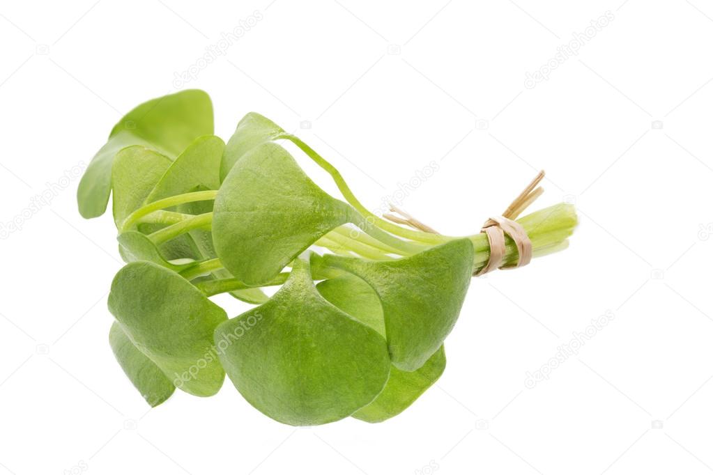 Portulak (Portulaca oleracea) Stock Photo by ©haraldmuc 42289153