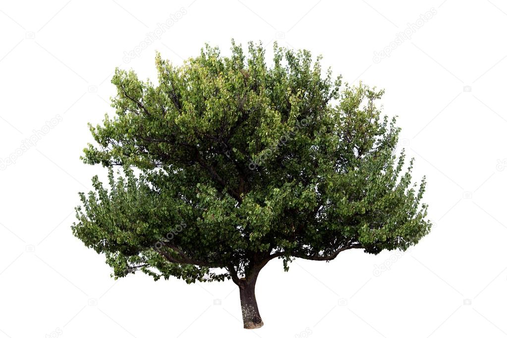 Tree isolated — Stock Photo © Krivosheevv #12774226