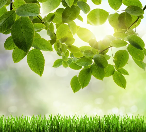 Spring background Stock Photo by ©Krivosheevv 12725930