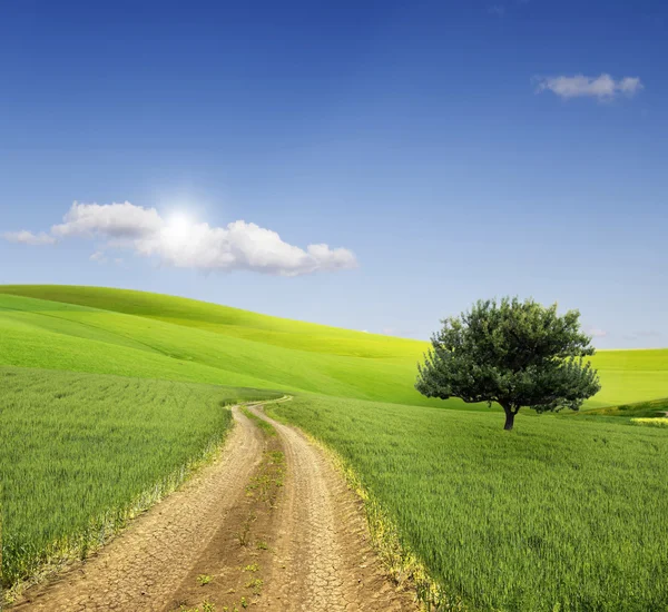 Field,tree and blue sky — Stock Photo © Krivosheevv #13827608