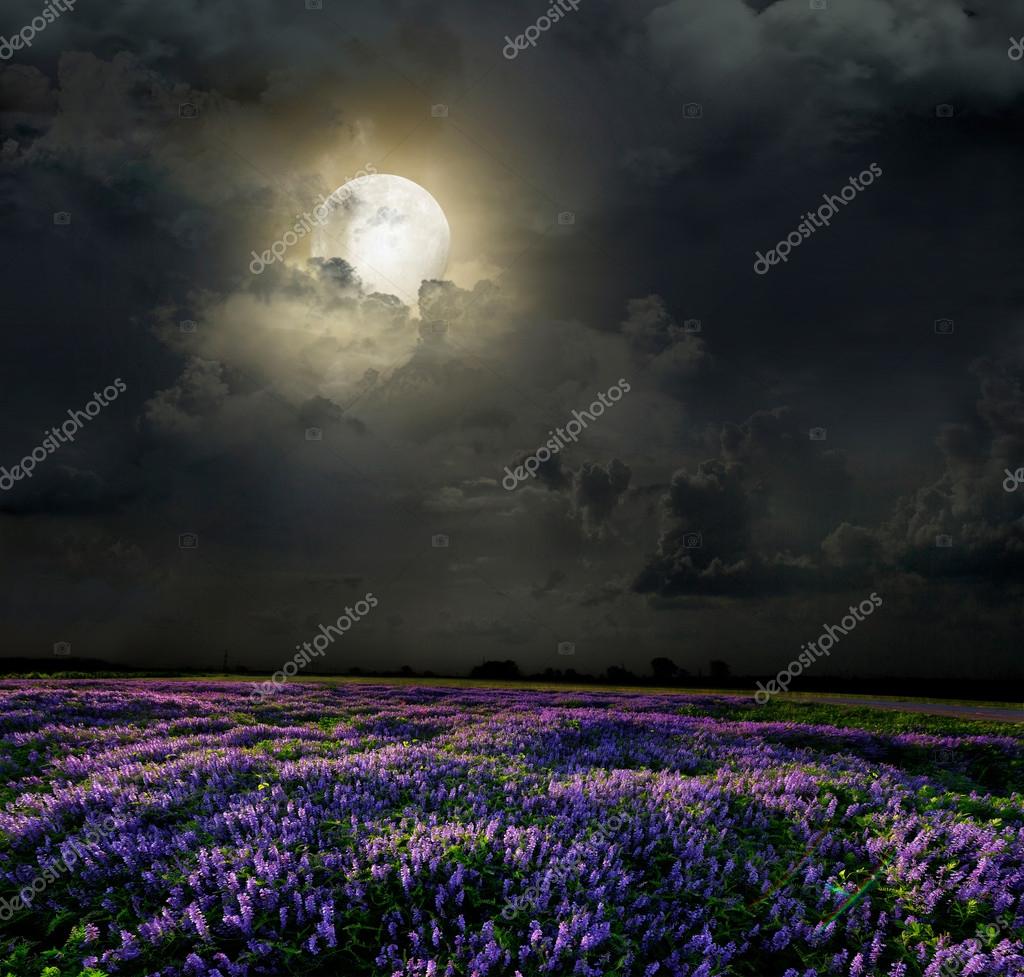 Lavender field in the moonlight — Stock Photo © Krivosheevv #29012089