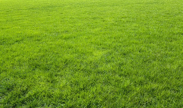 Green meadow grass - Stock Image - Everypixel