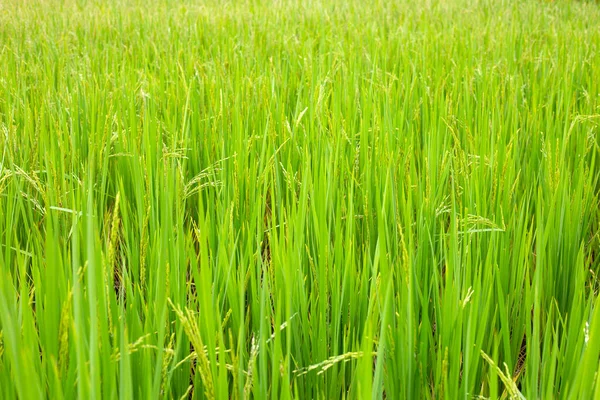 Rice plant Images - Search Images on Everypixel