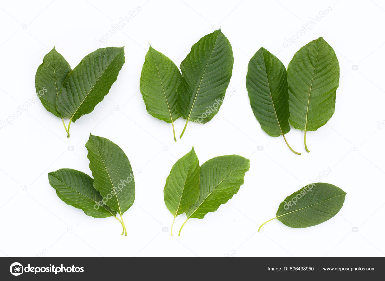 Mitragyna Speciosa Fresh Kratom Leaves White Background Stock Photo by ...