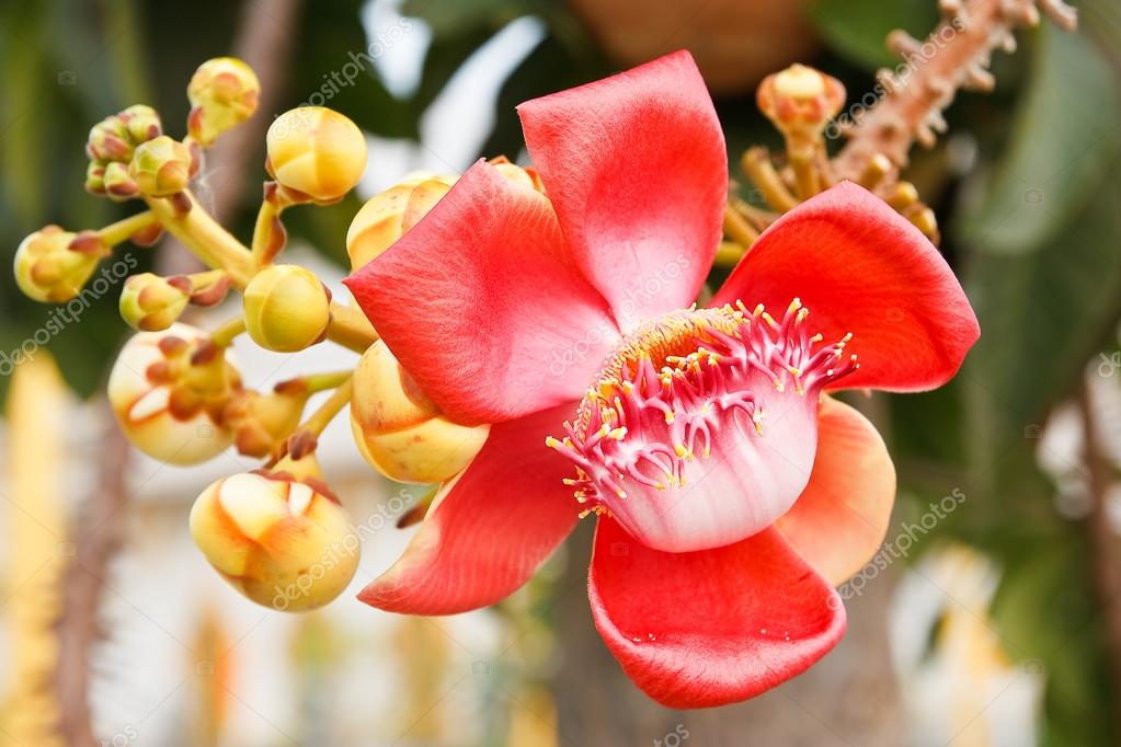 Salavan flowers is a one of logo of buddhism. Stock Photo by ...