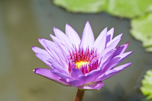 Fotos de Purple lotus vertical, Imagens de Purple lotus vertical sem ...