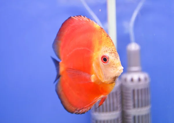 Discus Fish Aquarium Discus Fish Genus Symphysodon Stock Photo by ...