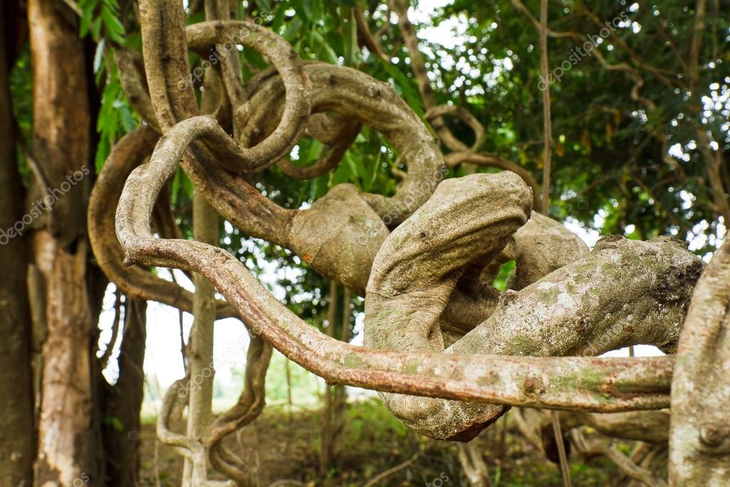Twisted Tree Roots