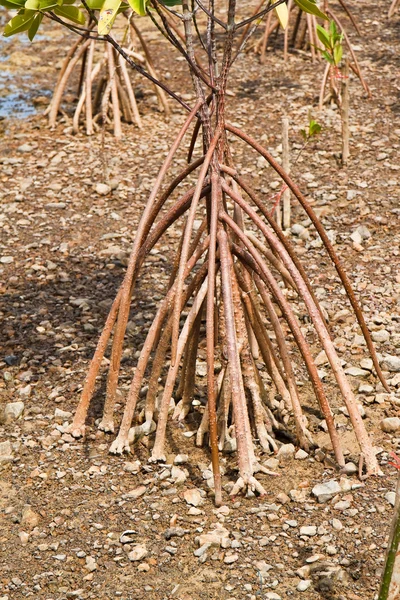 Madagascar boabab tree Stock Photos, Royalty Free Madagascar boabab ...