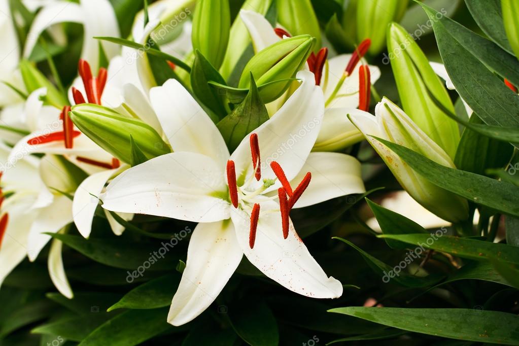 Beautiful white lily flowers — Stock Photo © photonewman #35496379