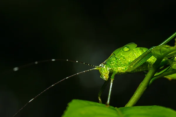 Green insects Stock Photos, Royalty Free Green insects Images ...