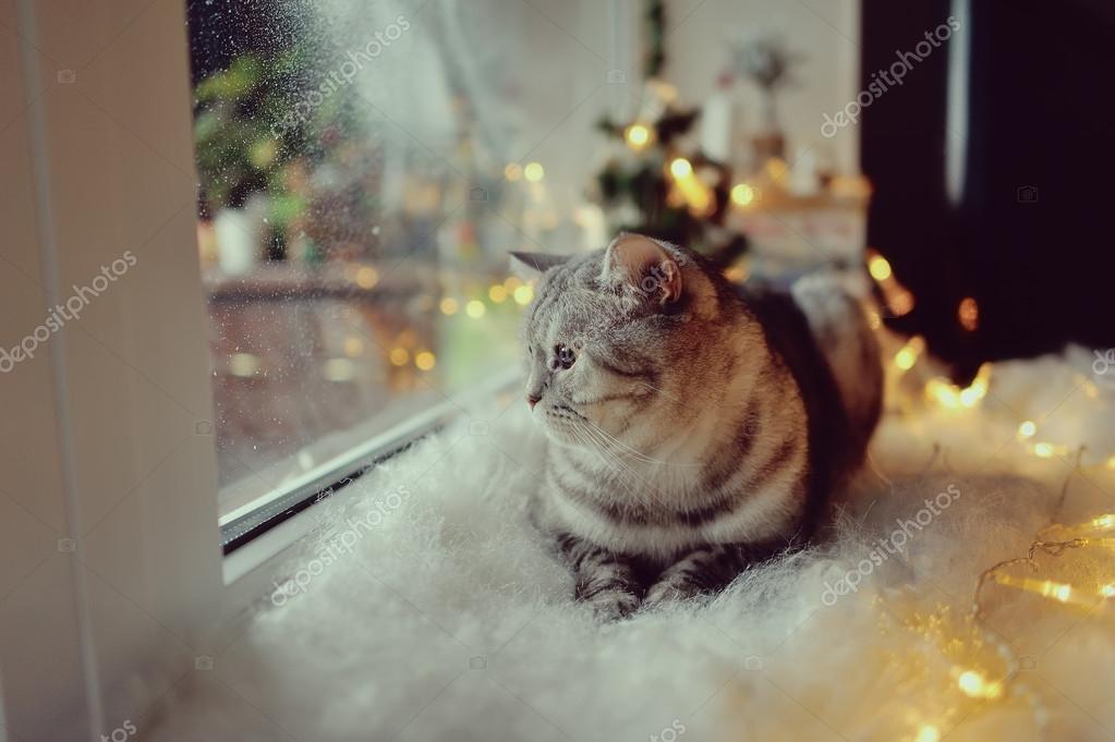 Cat in the winter window Stock Photo by ©Alekuwka 35957407