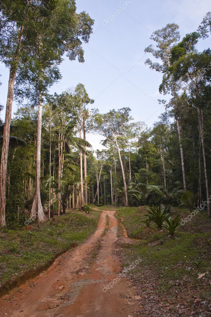 Rural Forest path — Stock Photo © julianelliott #38794433