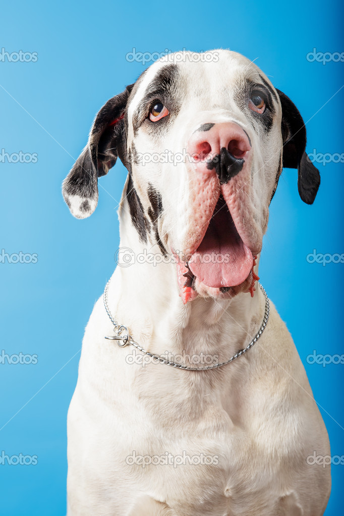 Harlequin Great Dane Blue Eyes