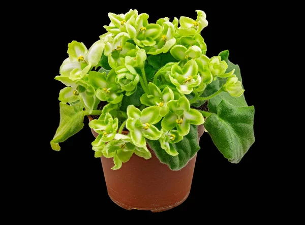 The Emerald Love Violet Is Densely Covered with Lemon-Colored Flowers ...