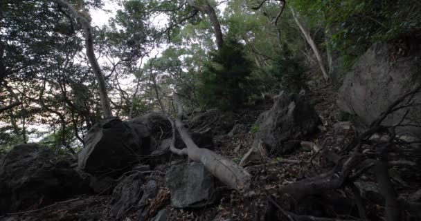 212 Japan cedar Videos, Royalty-free Stock Japan cedar Footage ...