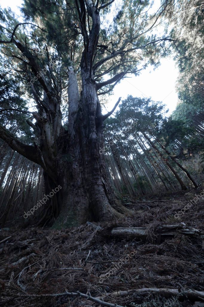 A Japanese big cedar tree in the mysterious forest daytime. High ...