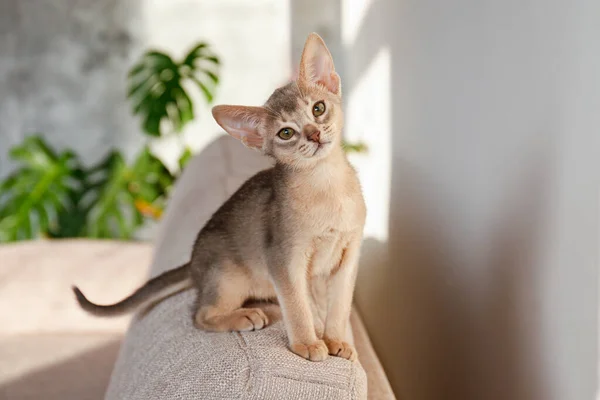 Grey Abyssinian Kittens