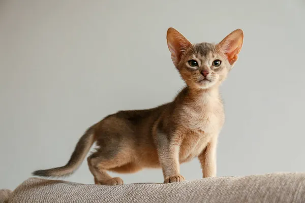 Cream Abyssinian Cat