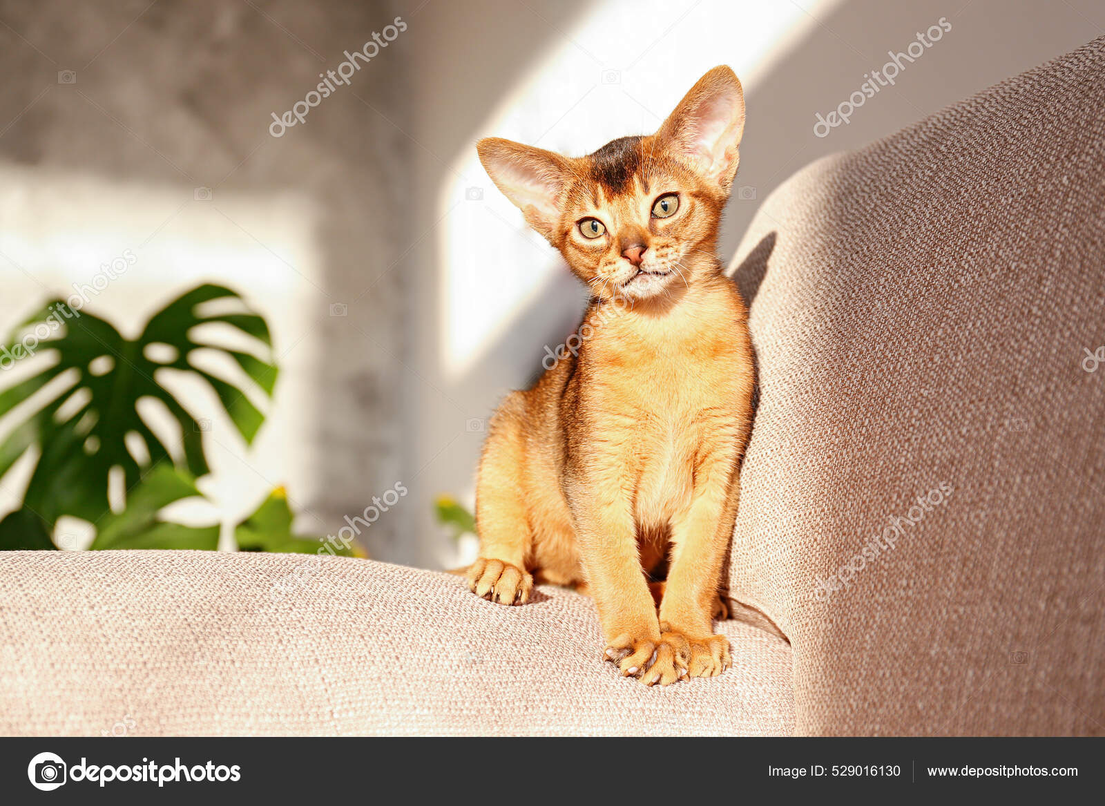 Blue Cream Abyssinian