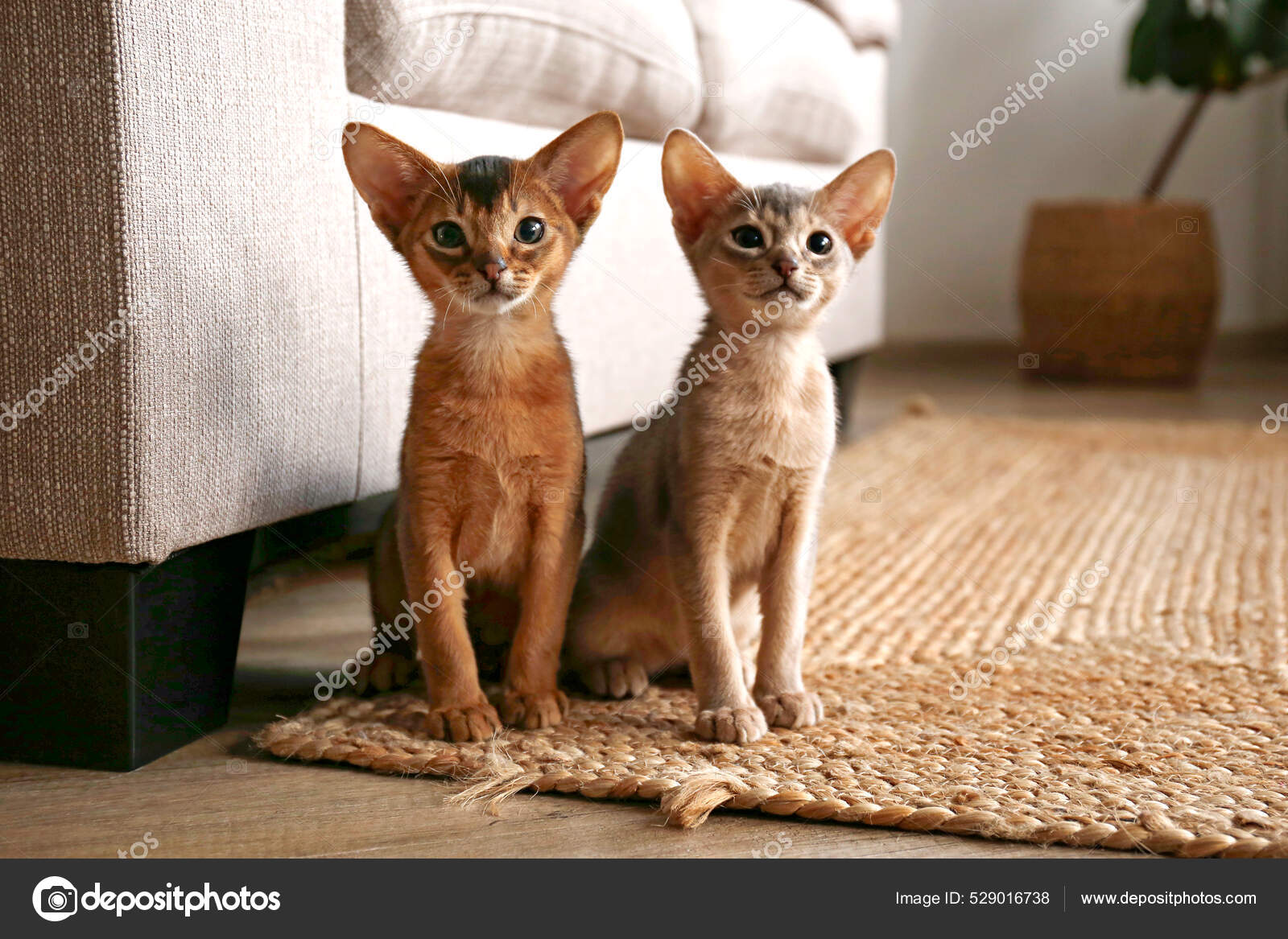 Cute Abyssinian Kittens