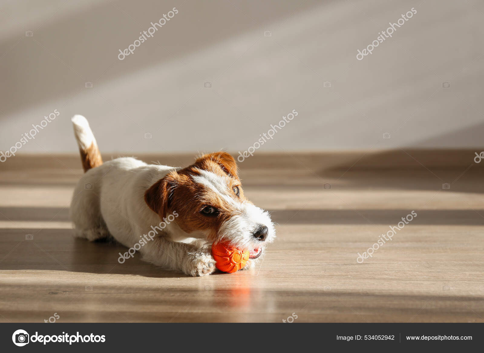 Toy Jack Russell Terrier