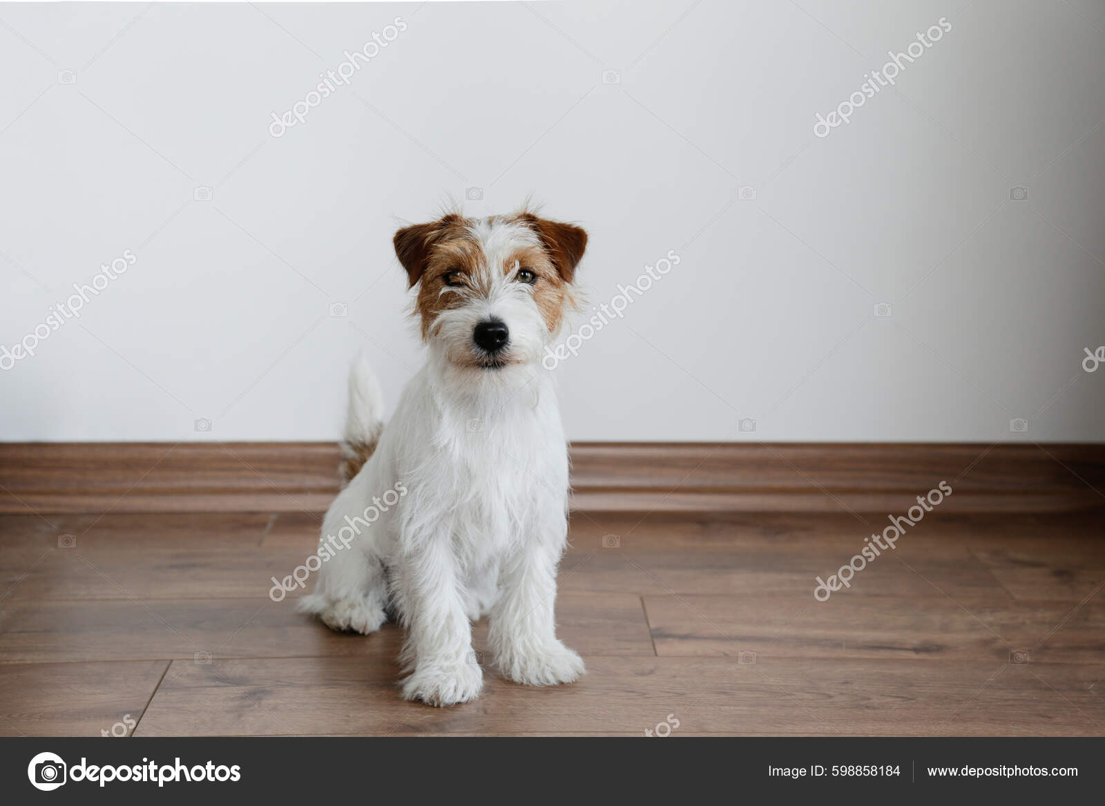 Wire Haired Jack Russells