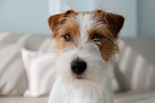 Wire Haired Jack Russell Terrier Puppy Dog Bed Small Rough Stock Photo ...