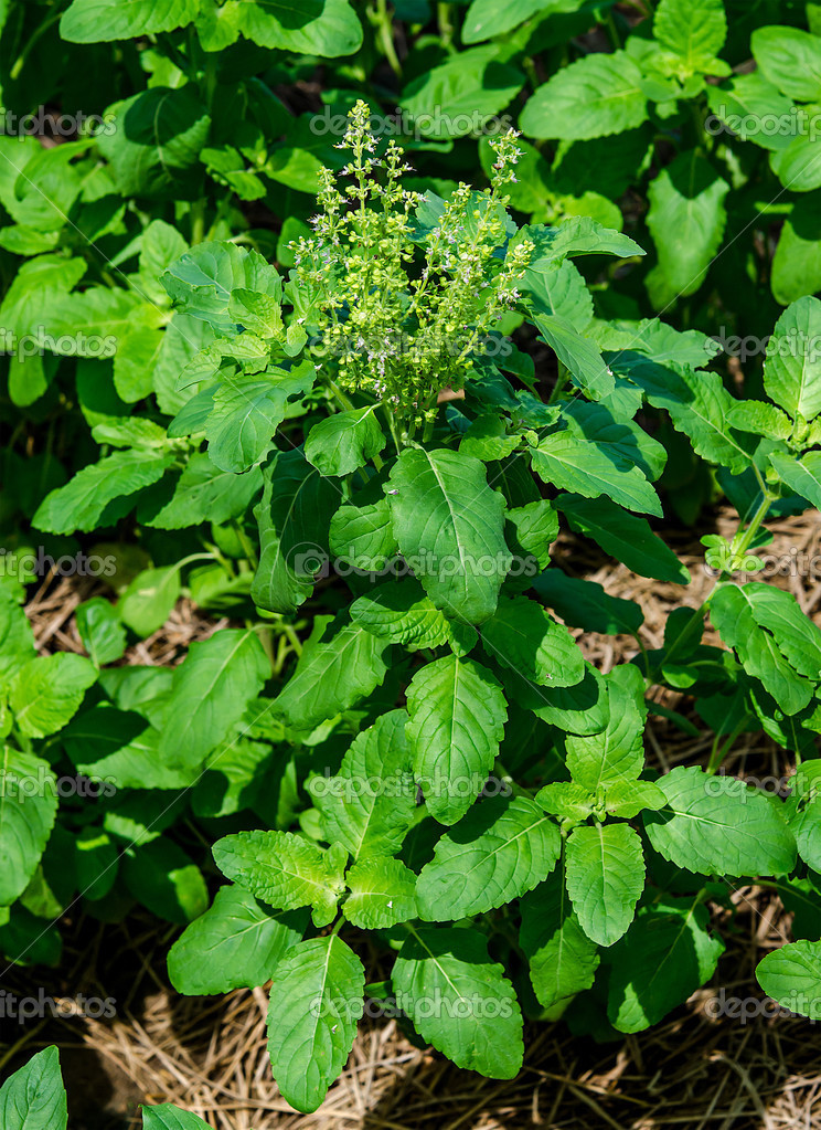 Red holy basil tree — Stock Photo © cbenjasuwan #26034387