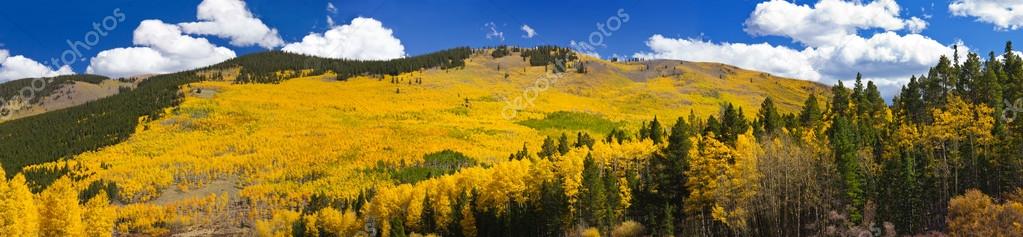 ᐈ Aspen tree stock photos, Royalty Free aspen tree images | download on ...