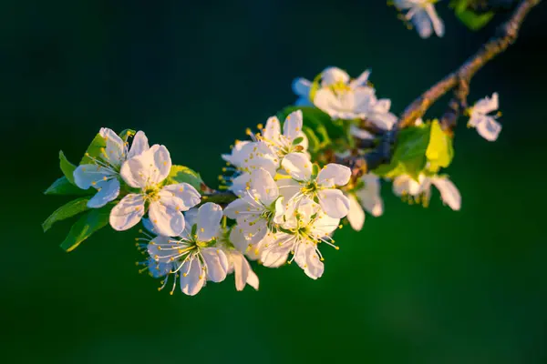 Beautiful plum tree blossoms in spring sunlight. Seasonal scenery of ...