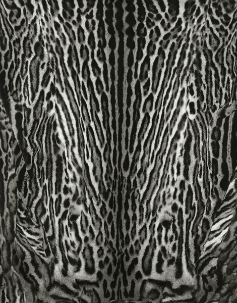 Real leopard skin details - Stock Image - Everypixel