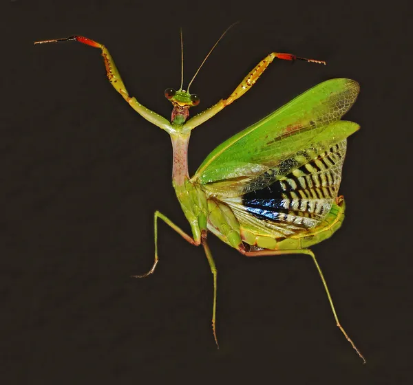 Green mantis insects Stock Photos, Royalty Free Green mantis insects ...