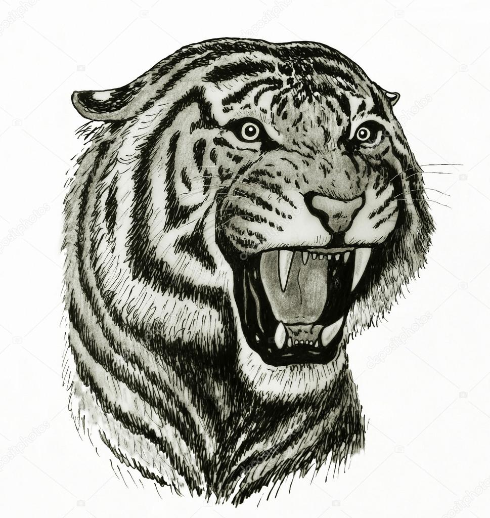 Tiger Face Sketch