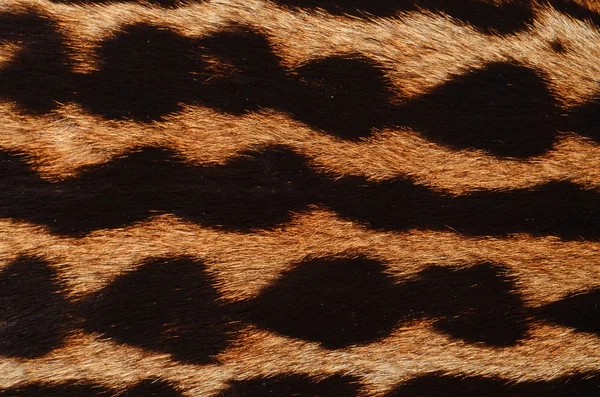 Leopard furs texture Stock Photos, Royalty Free Leopard furs texture ...