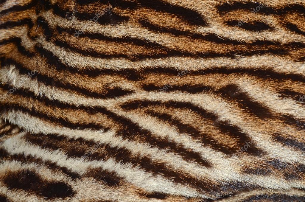 Tiger fur texture Stock Photo by ©nico99 43994843