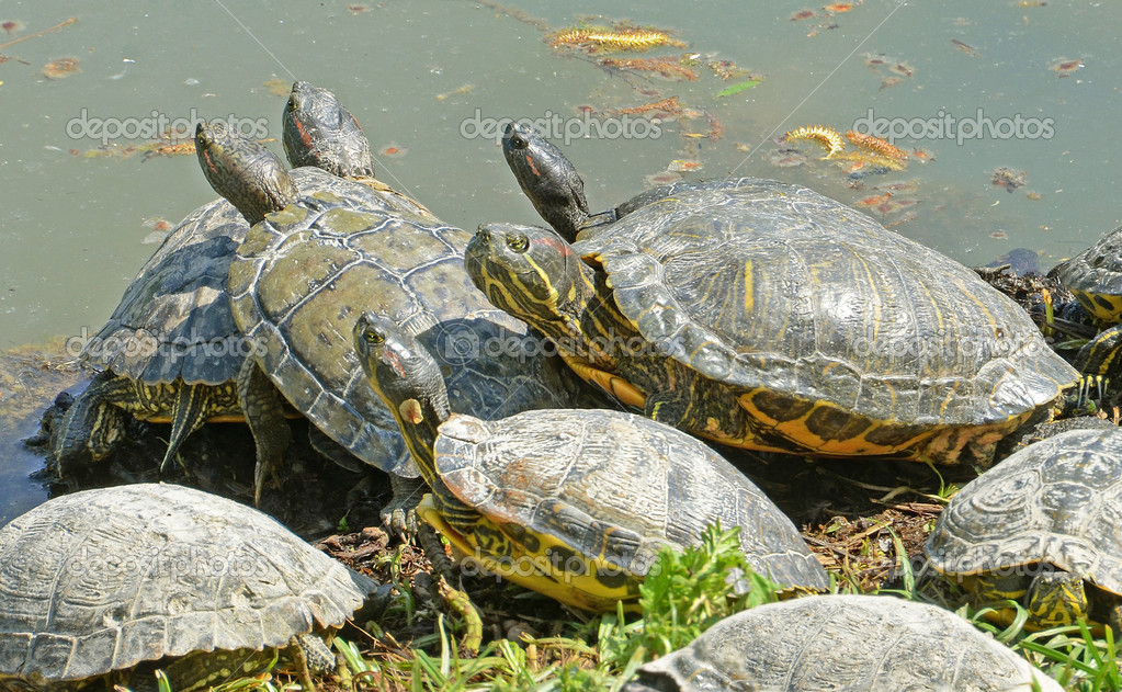 Water turtles family — Stock Photo © nico99 #45100321