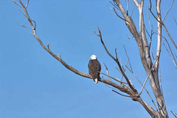 Bald eagle family Stock Photos, Royalty Free Bald eagle family Images ...