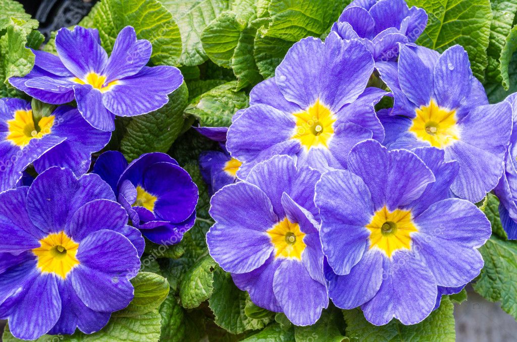 Purple Primrose Flower